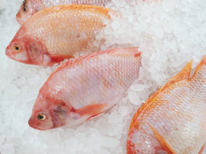 Fresh ruby fish on ice stock image. Image of fish, food - 138504713