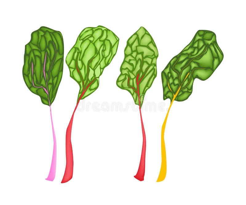 Fresh Yellow Swiss Chard Stock Illustrations – 17 Fresh Yellow Swiss ...