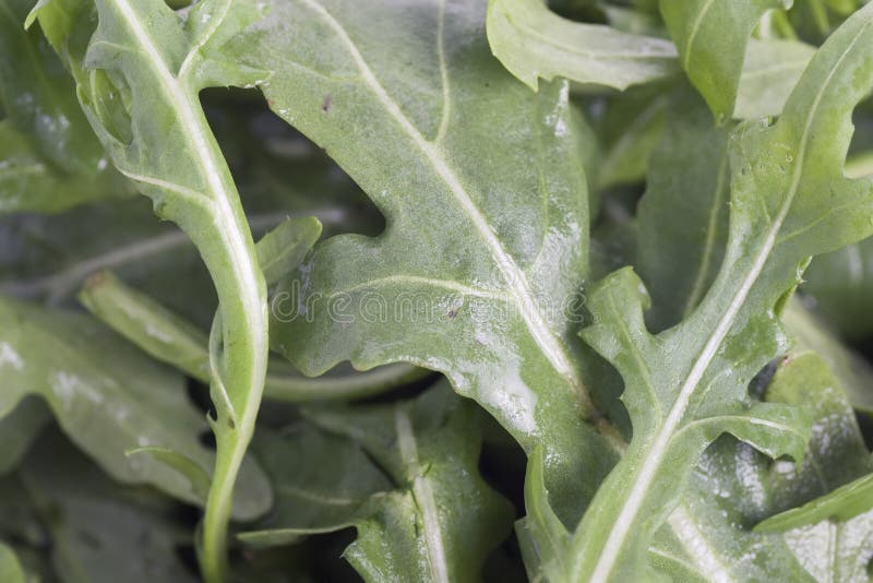 Fresh Rucola stock photo. Image of ingredient, delicious - 13144890