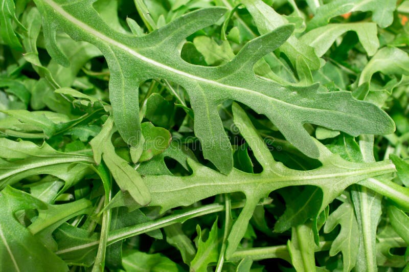 Fresh rucola stock image. Image of rucola, vegetarian - 22848197