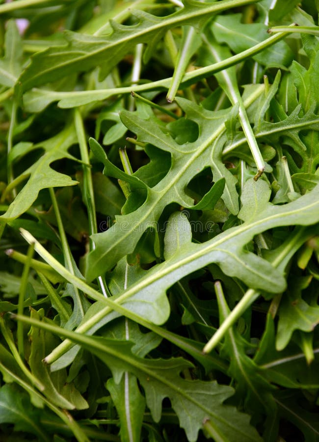 Fresh rucola stock image. Image of ingredient, arugula - 49273491