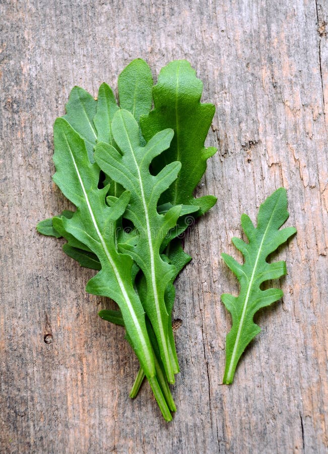Fresh rucola stock photo. Image of ingredient, closeup - 55448932