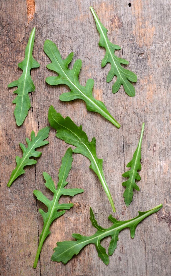 Fresh rucola stock photo. Image of ingredient, vegetarian - 62263728