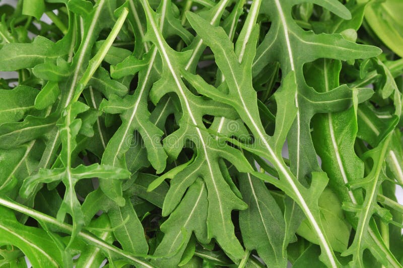 Fresh rucola leaves stock photo. Image of annual, healthy - 29785360