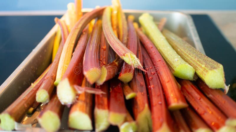 Fresh Rhubarb Washed and Ready Stock Photo - Image of rhubarb, dessert ...