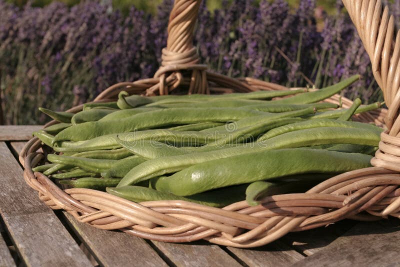 Fresh runner beans stock photo. Image of gardening, outdoors - 40668386