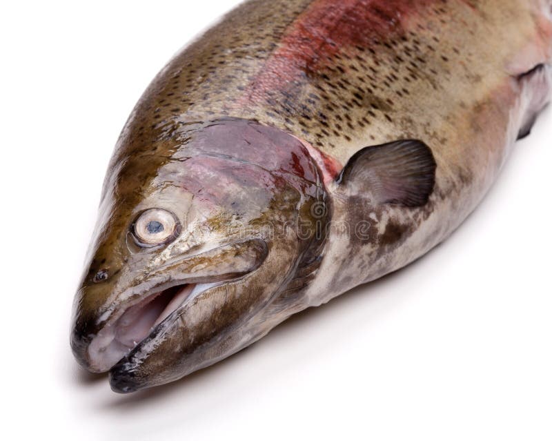 Fresh russian salmon stock image. Image of healthy, seafood - 18480171