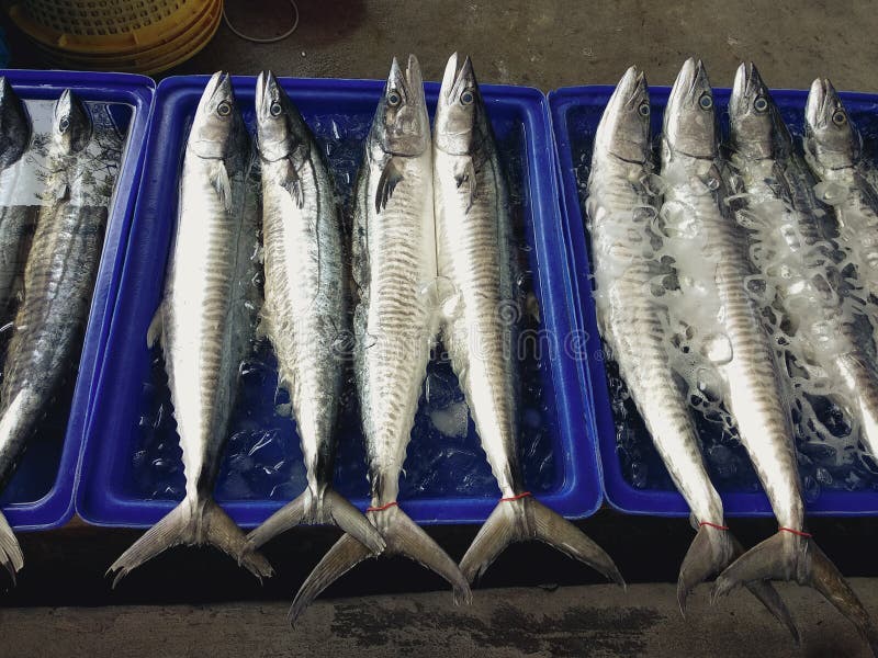 Fresh Saba fish stock photo. Image of seafood, dead - 112985540