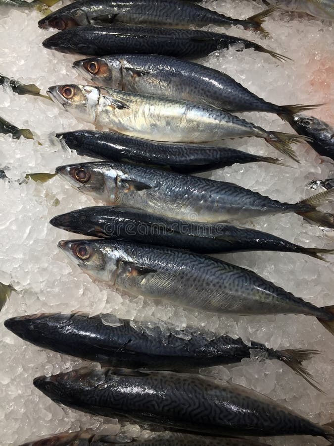 Fresh Saba Fish In Market. Phuket Thailand. Stock Image - Image of ...
