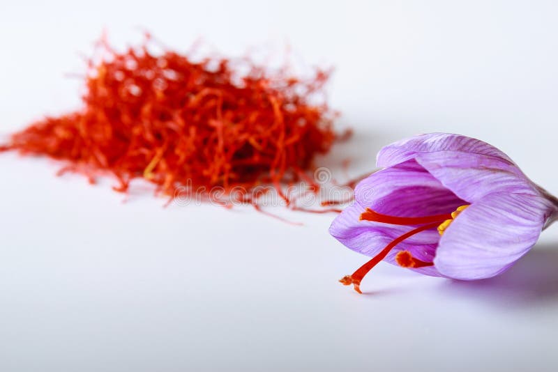 Fresh Saffron Flower on a Background of Dried Saffron on a White Table ...