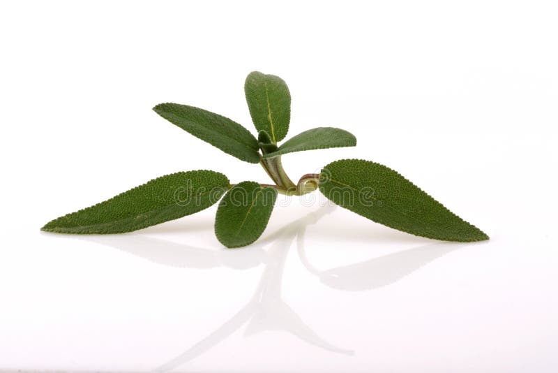 Fresh sage stock image. Image of twig, sage, vegetarian - 7044581
