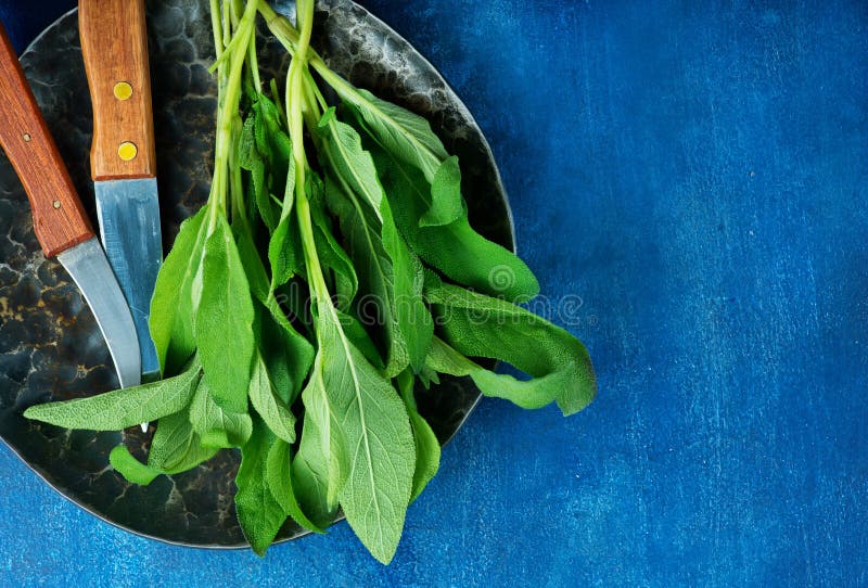 Fresh sage stock image. Image of bundle, medicine, ingredient - 95821961