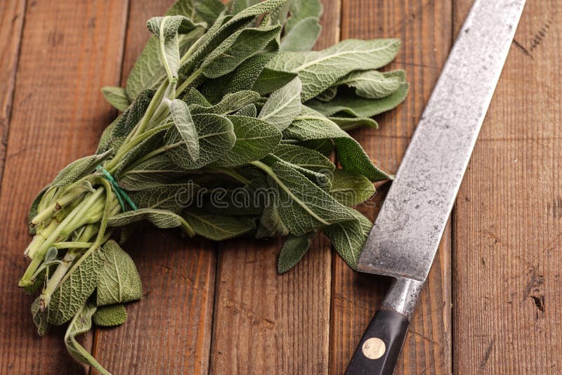 Fresh Sage Bundle stock image. Image of green, grown - 62626317