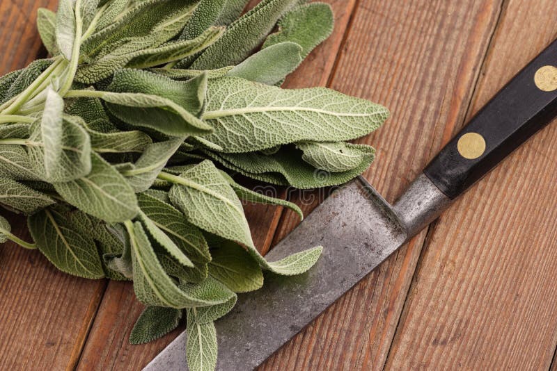 Fresh Sage Bundle stock image. Image of sage, folium - 62875071
