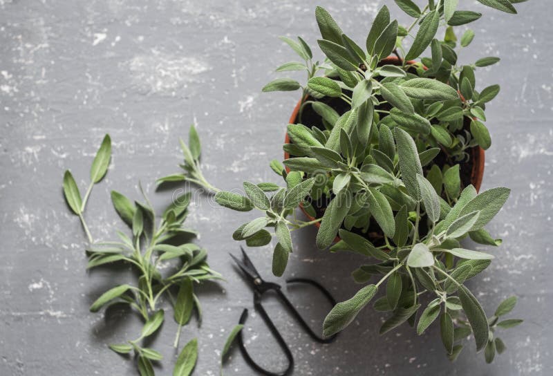 Fresh Sage in a Flower Pot on Grey Background, Top View. Aromatic ...