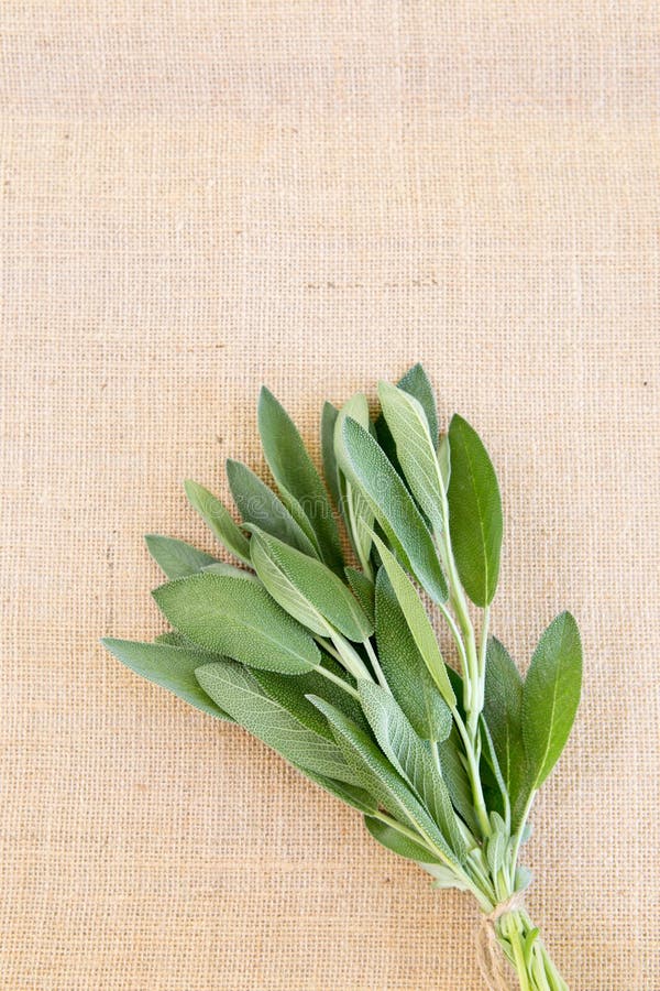 Fresh Bundle of Herbs - Rosemary, Lavender and Sage, Tied with J Stock ...