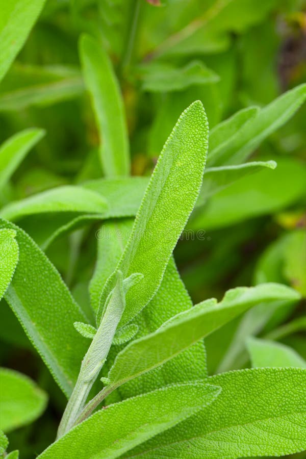 Fresh sage stock photo. Image of cuisine, culinary, aroma - 29976812