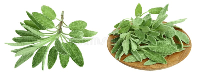 Fresh Sage Herb Isolated on White Background with Full Depth of Field ...