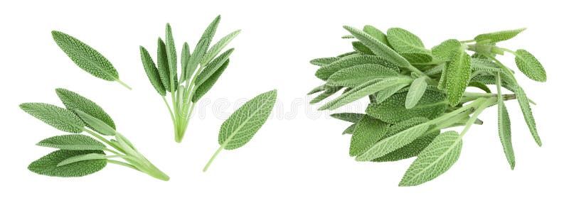 Fresh Sage Herb Isolated on White Background with Full Depth of Field ...