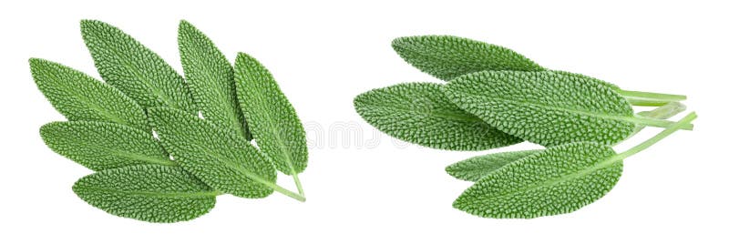 Fresh Sage Herb Isolated on White Background with Full Depth of Field ...