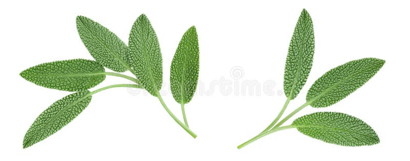 Fresh Sage Herb Isolated on White Background with Full Depth of Field ...