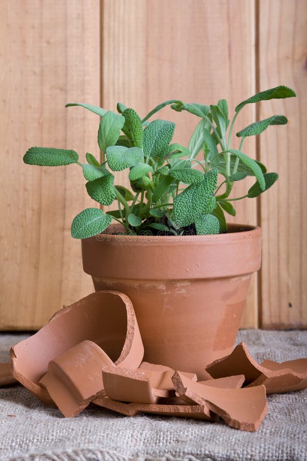 Sage - salvia officinalis stock photo. Image of ornamental - 15748094