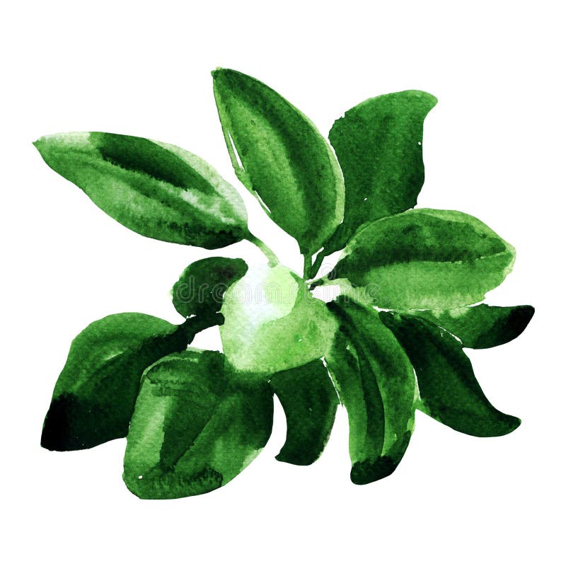 Fresh Sage Isolated on White Background Stock Illustration ...