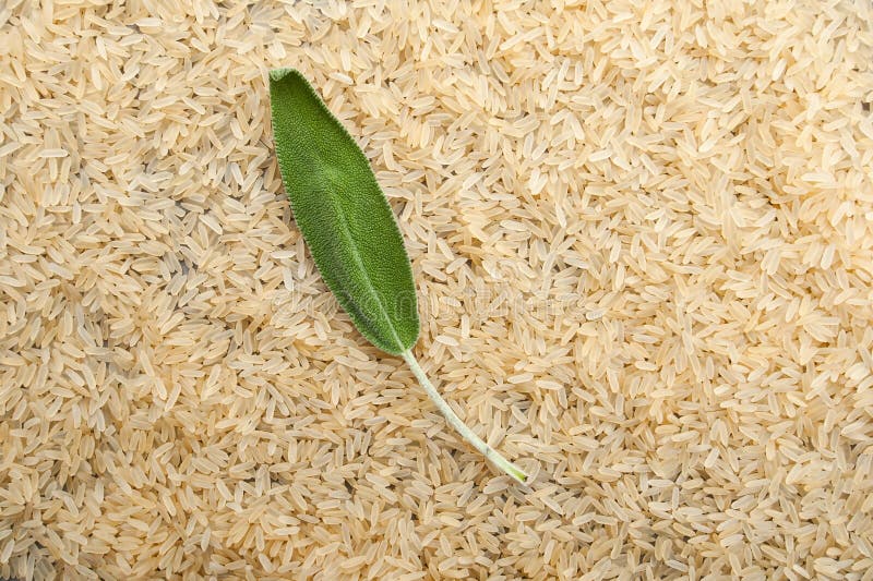 Fresh Sage Leaf on a Background of Rice Cereals. Stock Image - Image of ...