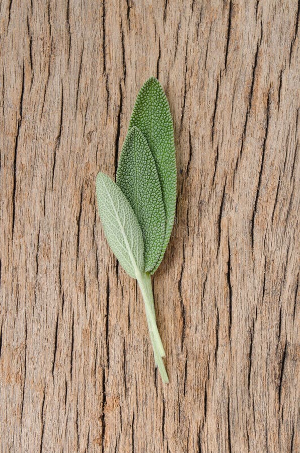 Fresh Sage Leaf on Rustic Wooden Background. Sage Benefits Anti ...