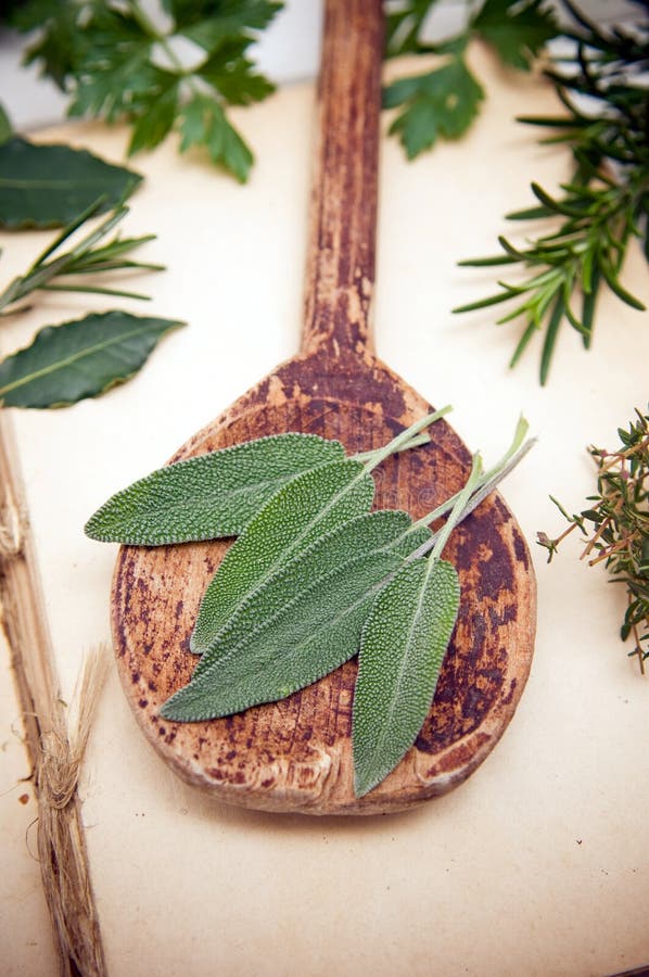 Fresh sage leaves stock image. Image of herb, cooking - 27982091