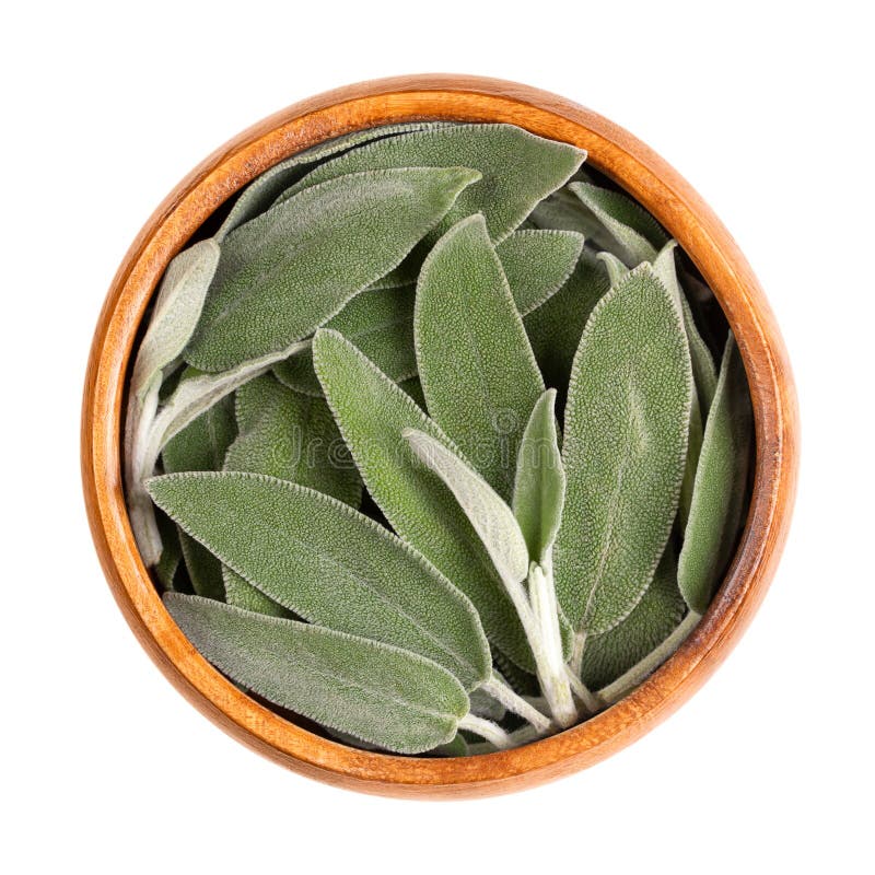 Fresh Sage Leaves, Common Sage, Salvia Officinalis, in a Wooden Bowl ...