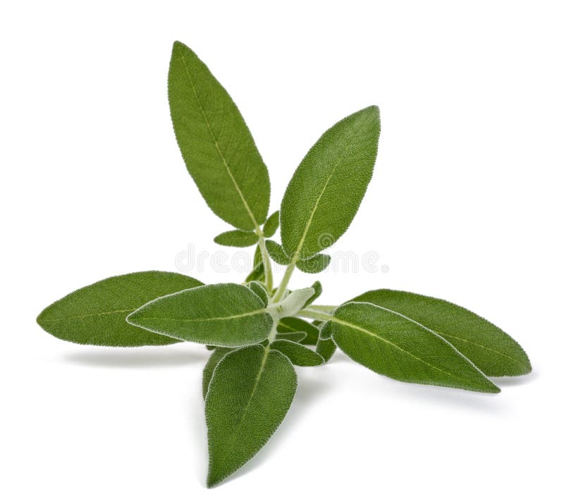 Fresh sage plant stock image. Image of common, sprig - 264156437