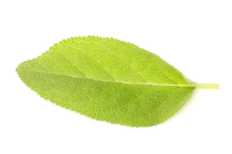 Fresh sage stock image. Image of background, aromatic - 36275891