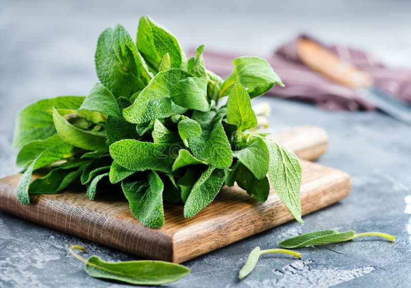 Fresh sage stock image. Image of aromatic, cooking, green - 103084217