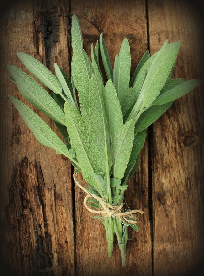 Fresh sage on wooden table stock photo. Image of officinalis - 35573996