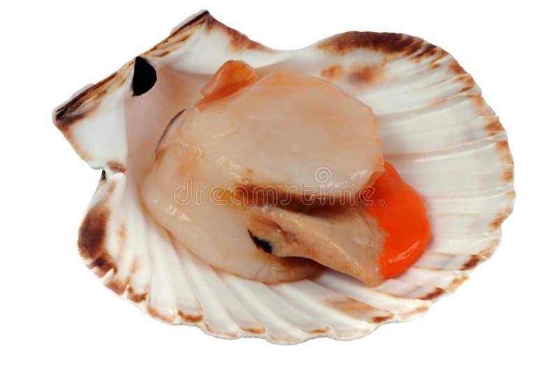 A Fresh Saint-Jacques Shell Stock Image - Image of closeup ...