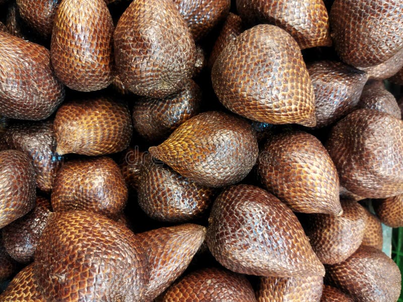 Fresh Salak Fruit Just Harvested Stock Photo - Image of fruit, salak ...