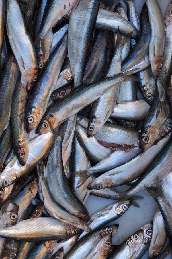 1,132 Edible Saltwater Fish Stock Photos - Free & Royalty-Free Stock ...