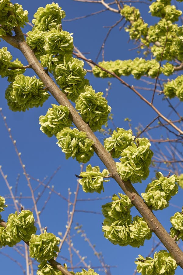 202 Minor Tree Ulmus Stock Photos - Free & Royalty-Free Stock Photos ...