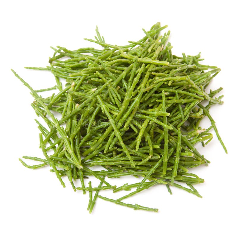 Samphire stock photo. Image of dalmatia, plant, nautical - 26933380