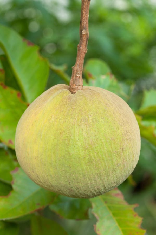 Santol fruit on tree stock photo. Image of color, sweet - 20140194