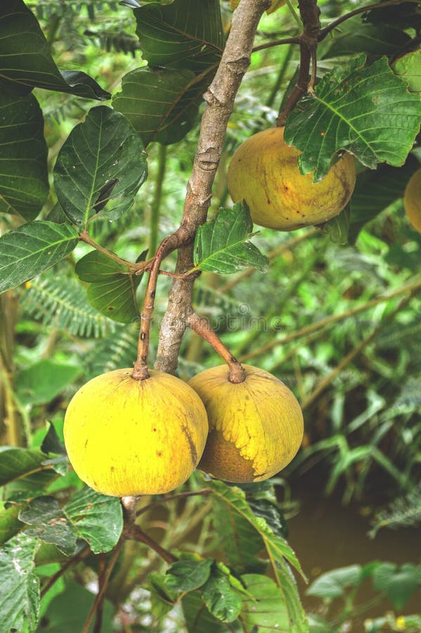 301 Santol Tree Stock Photos - Free & Royalty-Free Stock Photos from ...