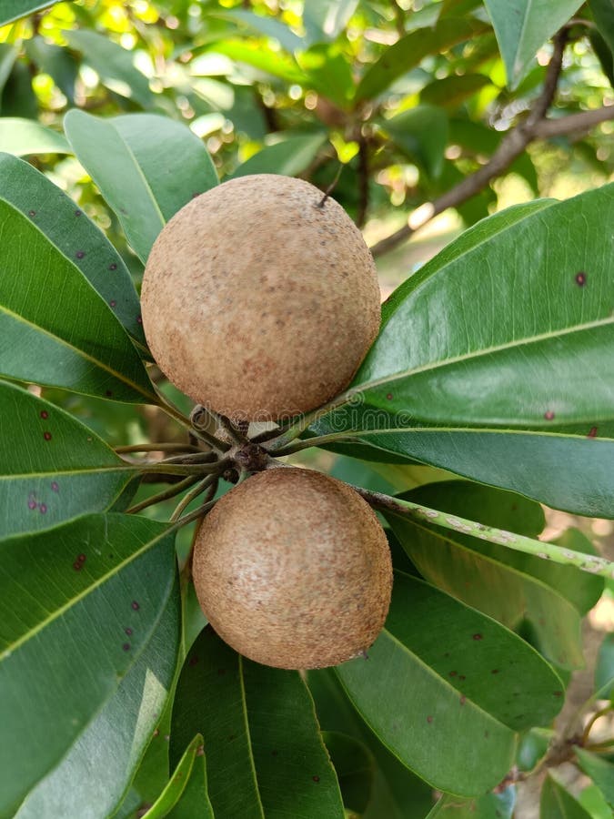 Fresh Sapodilla Fruit with Leaves on Tree Stock Image - Image of fresh ...
