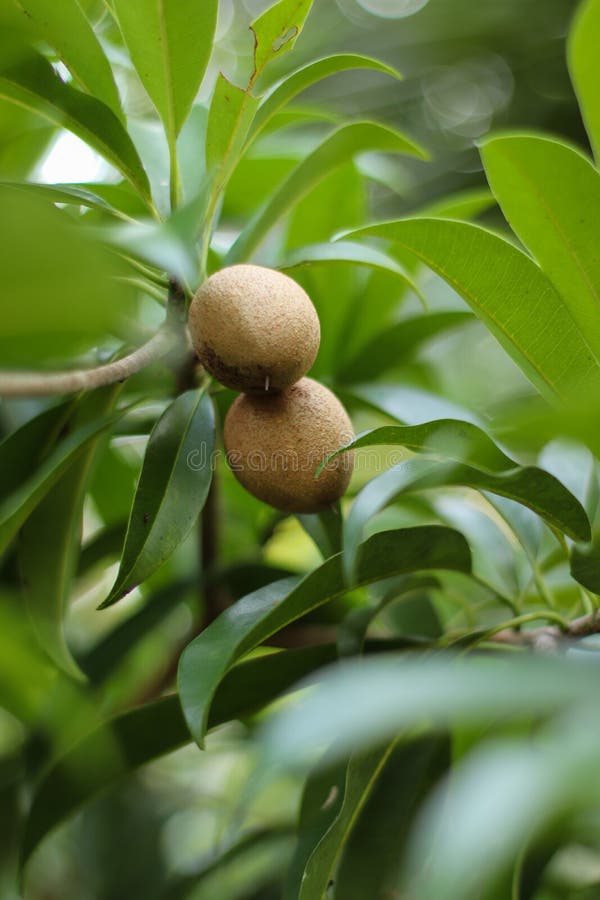 686 Sapodilla Tree Photos - Free & Royalty-Free Stock Photos from ...