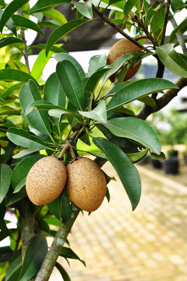 686 Sapodilla Tree Photos - Free & Royalty-Free Stock Photos from ...