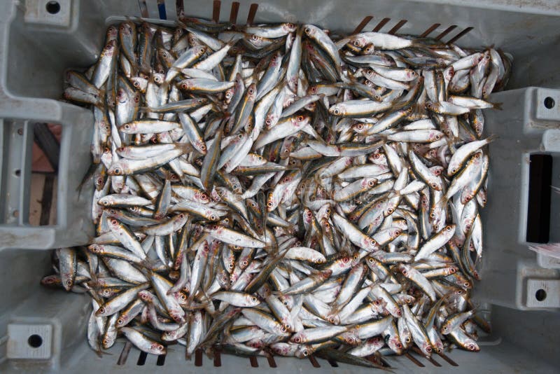 Fresh sardines in a box stock image. Image of europe - 47252121