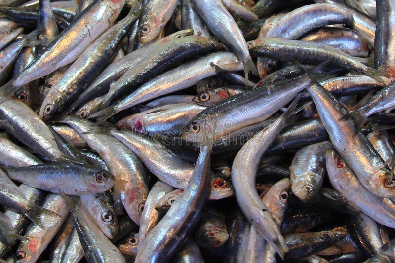 Fresh Sardines from Fish Market Stock Photo - Image of photographs ...