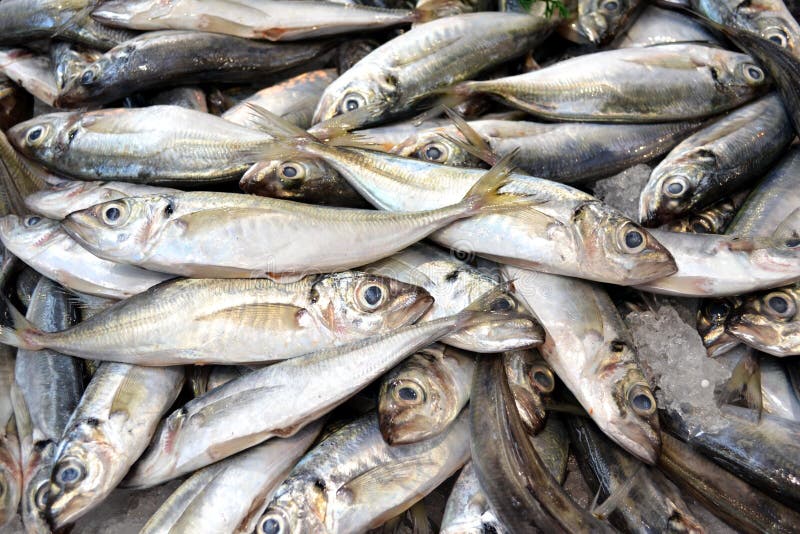 Fresh Sardines Fish at the Market Stock Image - Image of cuisine ...