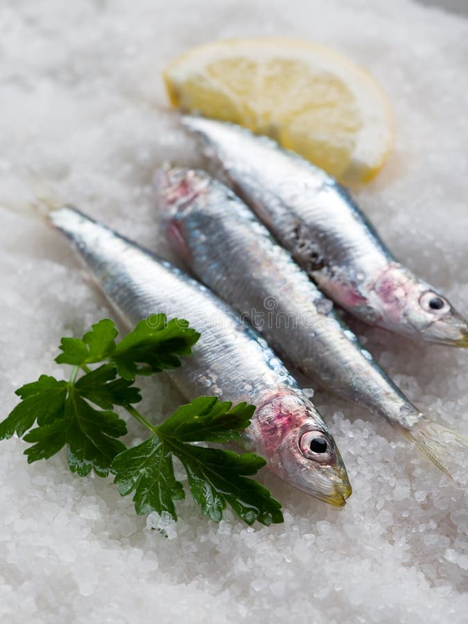 Fresh sardines stock photo. Image of protein, fishing - 40804516