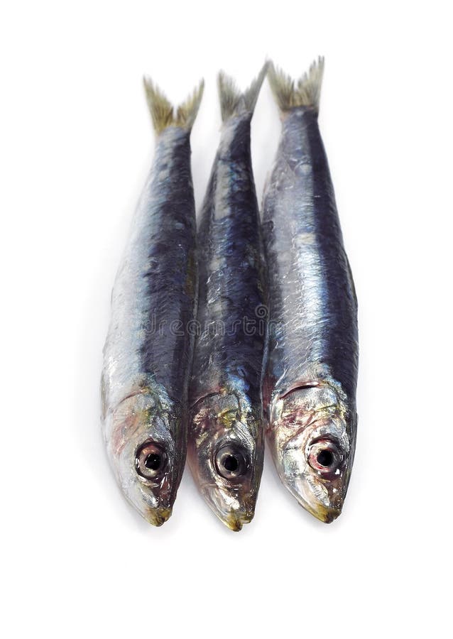 Fresh Sardines, Sardina Sp. Against White Background Stock Photo ...